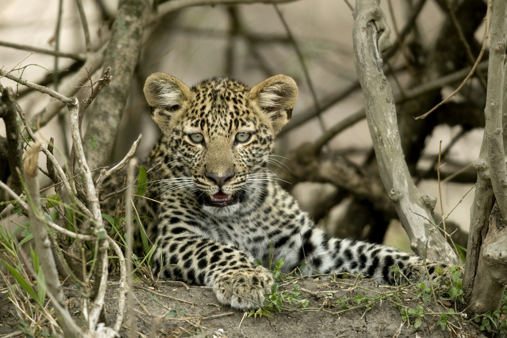 Mount Kilimanjaro Tanzania: Top 10 Fascinating Facts