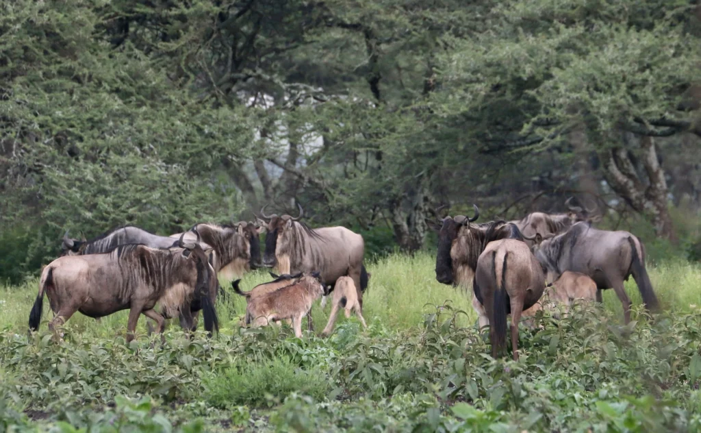 Top 10 Incredible Ways to Enjoy Safari and Zanzibar Beach Holidays in ...